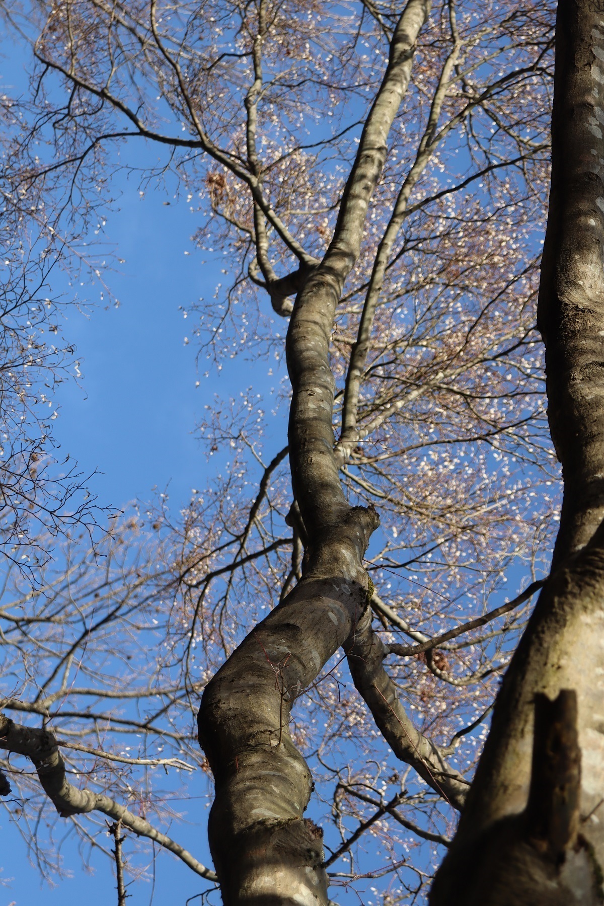 虎御前山 1月17日(火): 白山遠望
