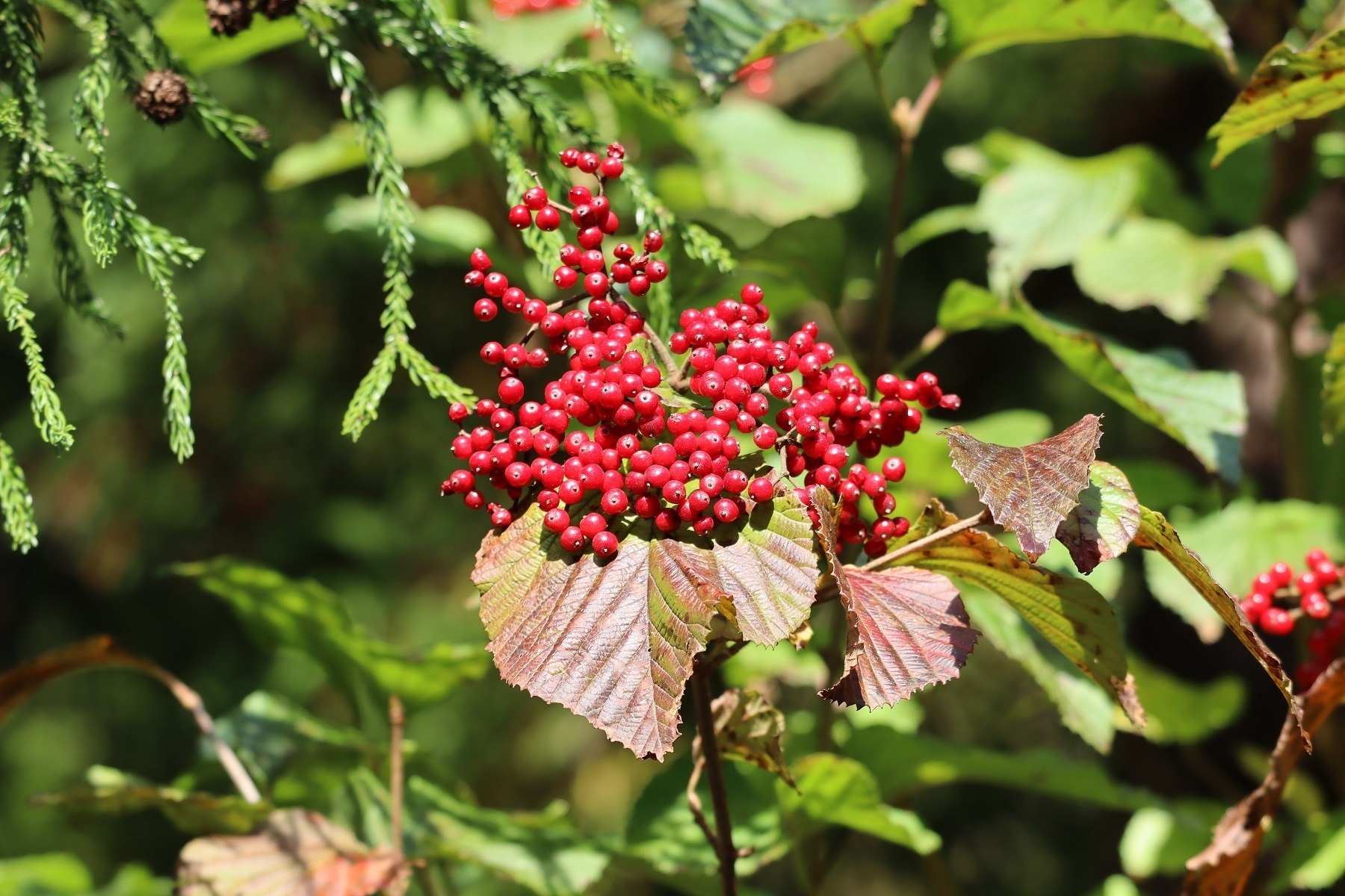 若狭路の花巡り 10月19日(木): 白山遠望