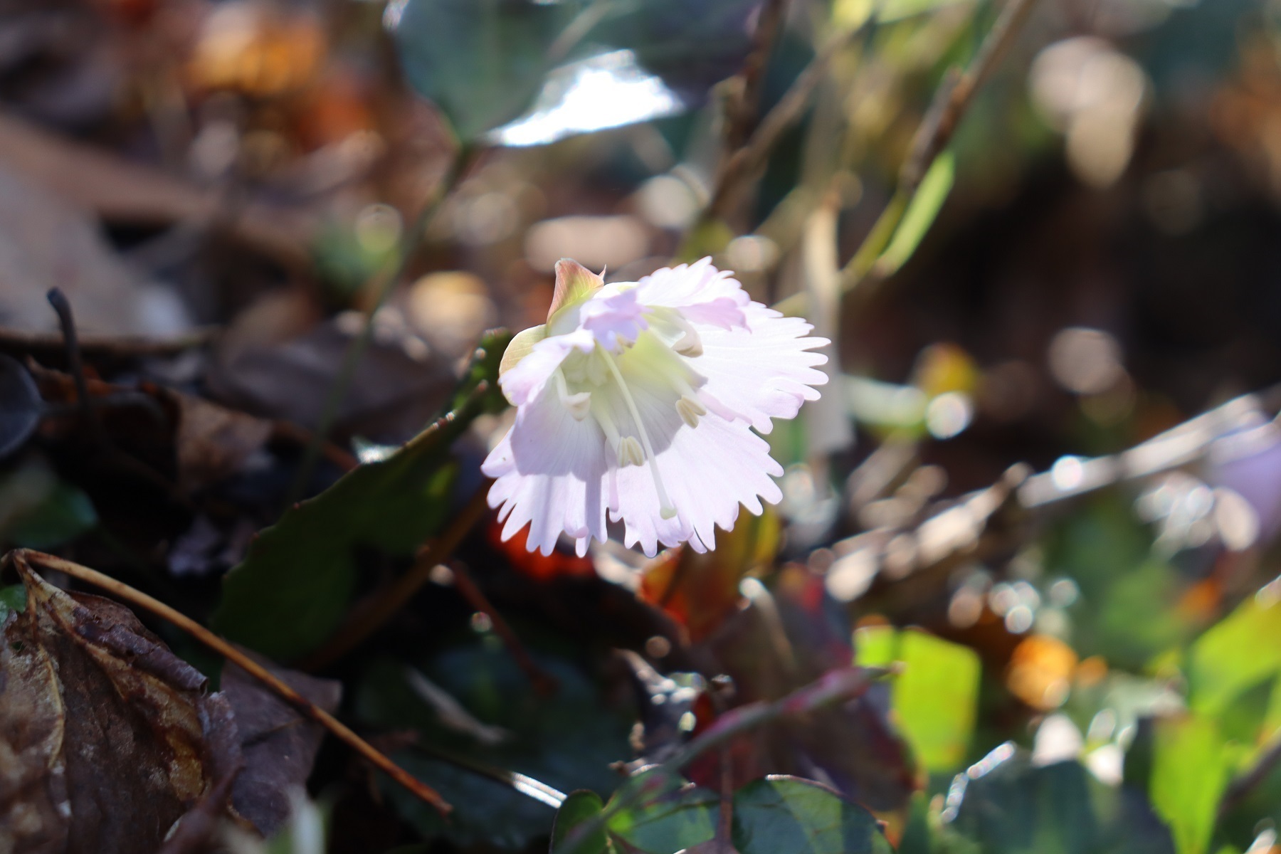 小谷山・大嶽 イワウチワ 3月27日(水): 白山遠望