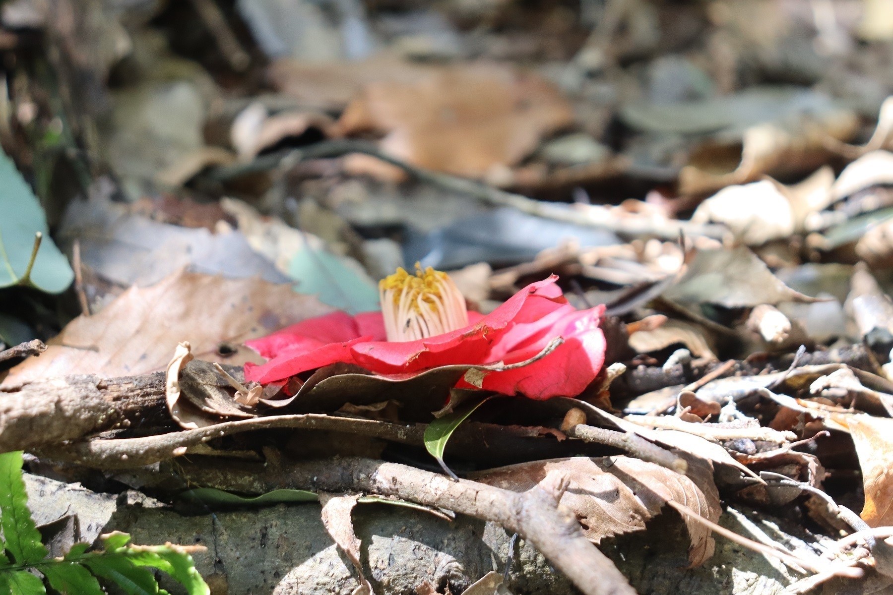 小谷山・大嶽 イワウチワ 3月27日(水): 白山遠望