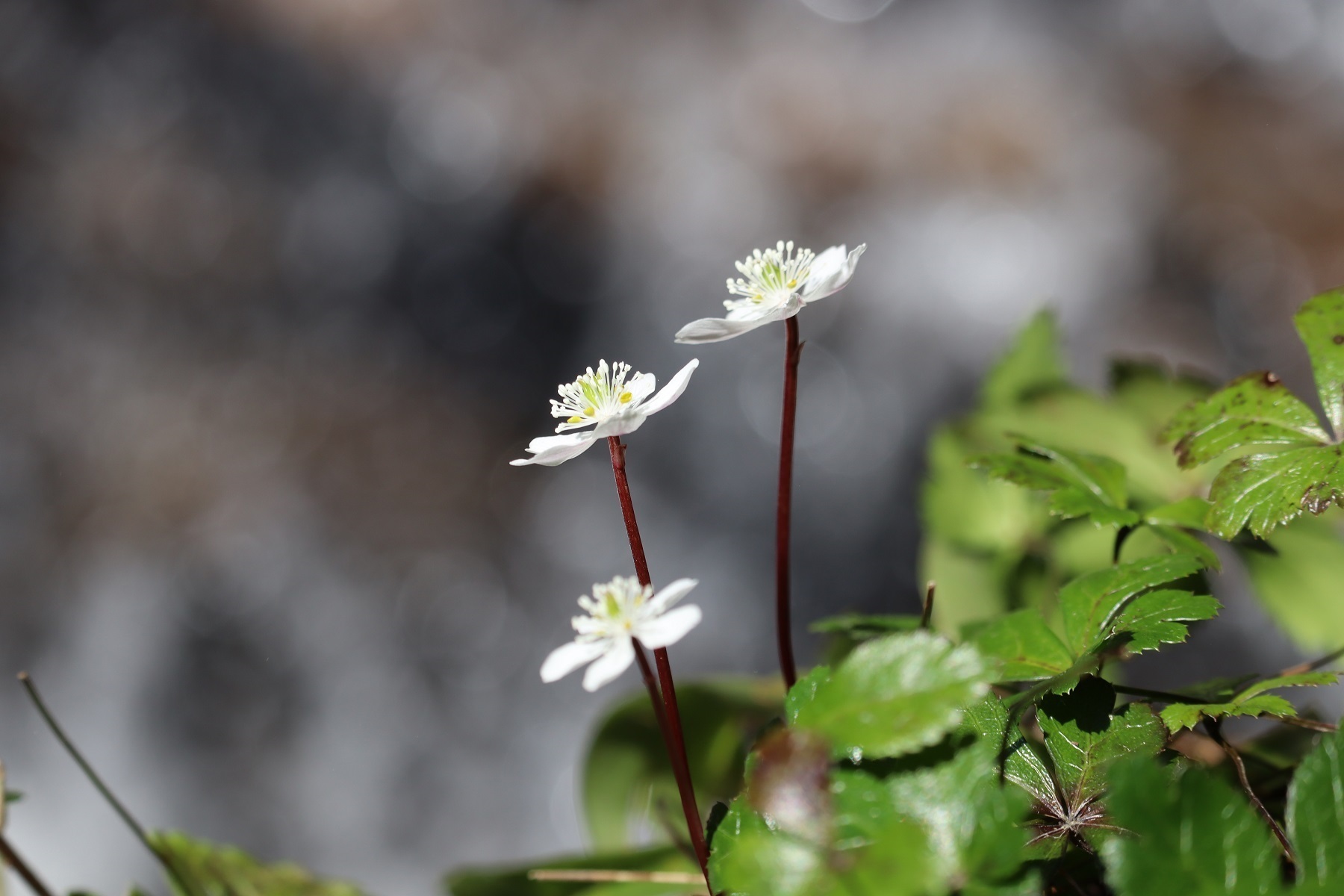 山門水源の森 3月22日(土): 白山遠望