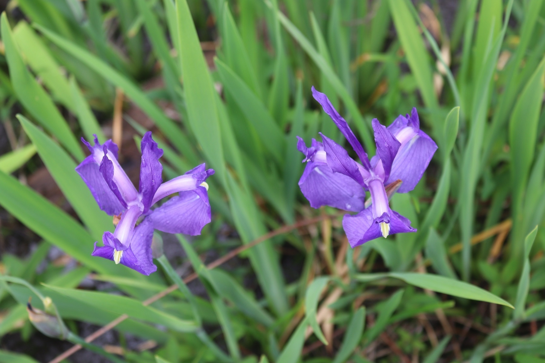 池河内湿原 2025年5月17日(土): 白山遠望