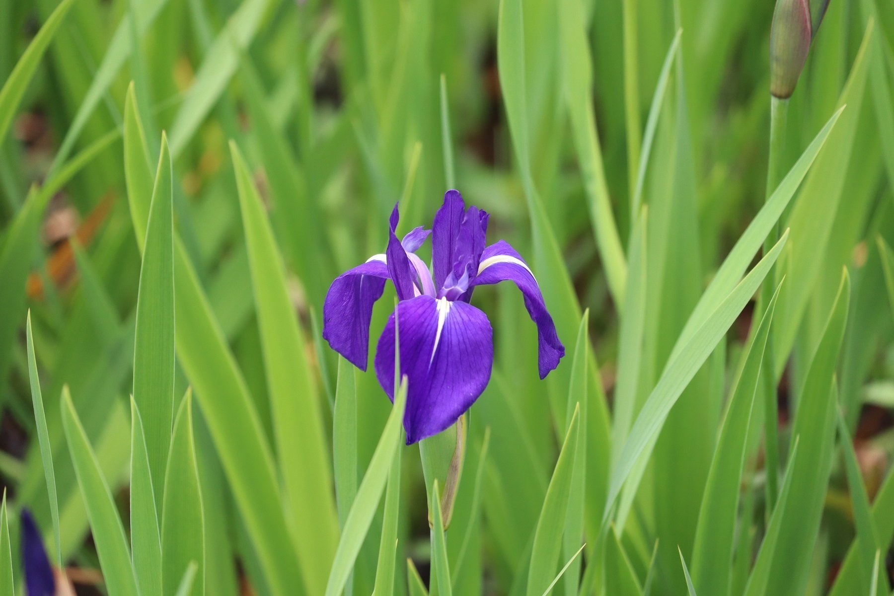 池河内湿原 2025年5月17日(土): 白山遠望